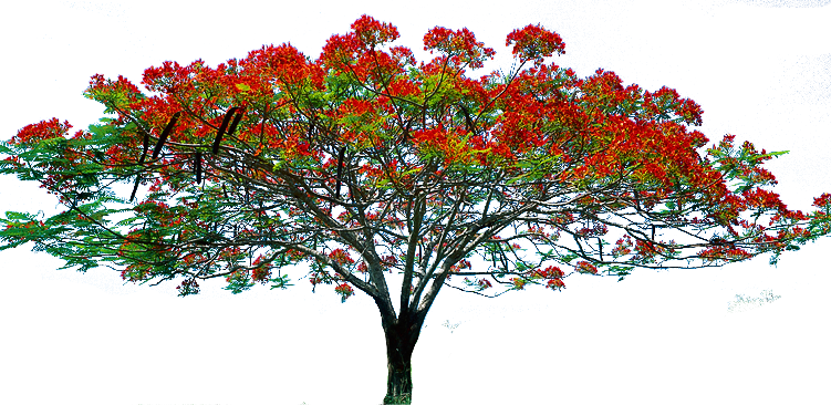 Download Flower Tree Image Hd - Full Size PNG Image - PNGkit