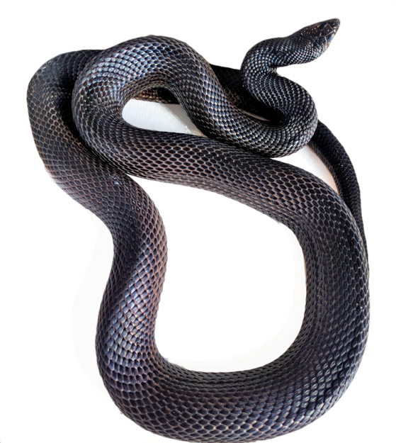 Download Currently We Are Working With Pine Snakes, Trans-pecos - Black ...