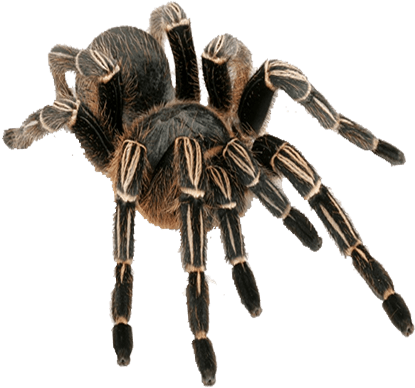 Download Tarantula Png - Full Size PNG Image - PNGkit