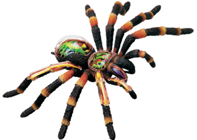 Download Tarantula Spider Anatomy Model - 4d-vision Tarantula Spider ...