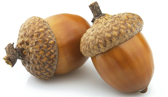 Download Transparent Acorn Transparent Images - Managing Innovation ...
