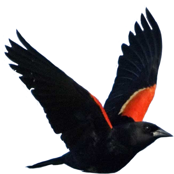 Download Blackbird - Red-winged Blackbird - Full Size PNG Image - PNGkit