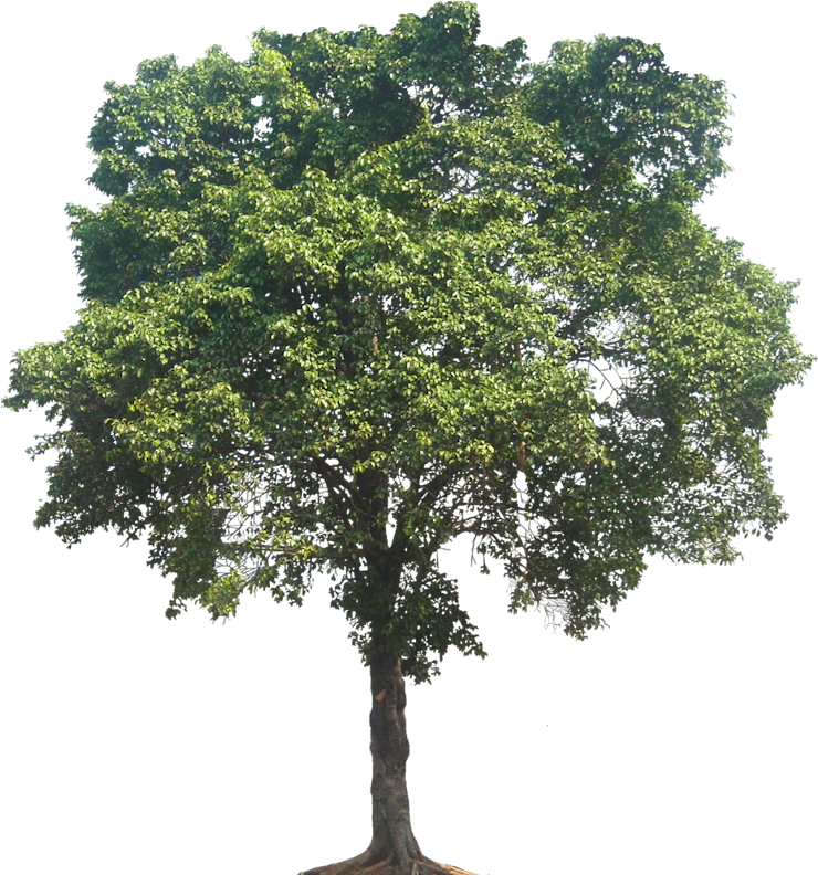 Download Medium Tree - Full Size PNG Image - PNGkit