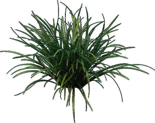 Download Transparent Tree Elevation - Elevation Tree - PNGkit