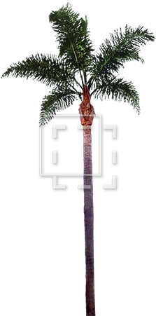 Download Palm Tree Immediate Entourage - Palm Tree Trunk Png - Full ...