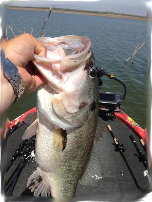 Download Hank Cherry Monster Bass With Livingston Lures - Fishing Lure ...