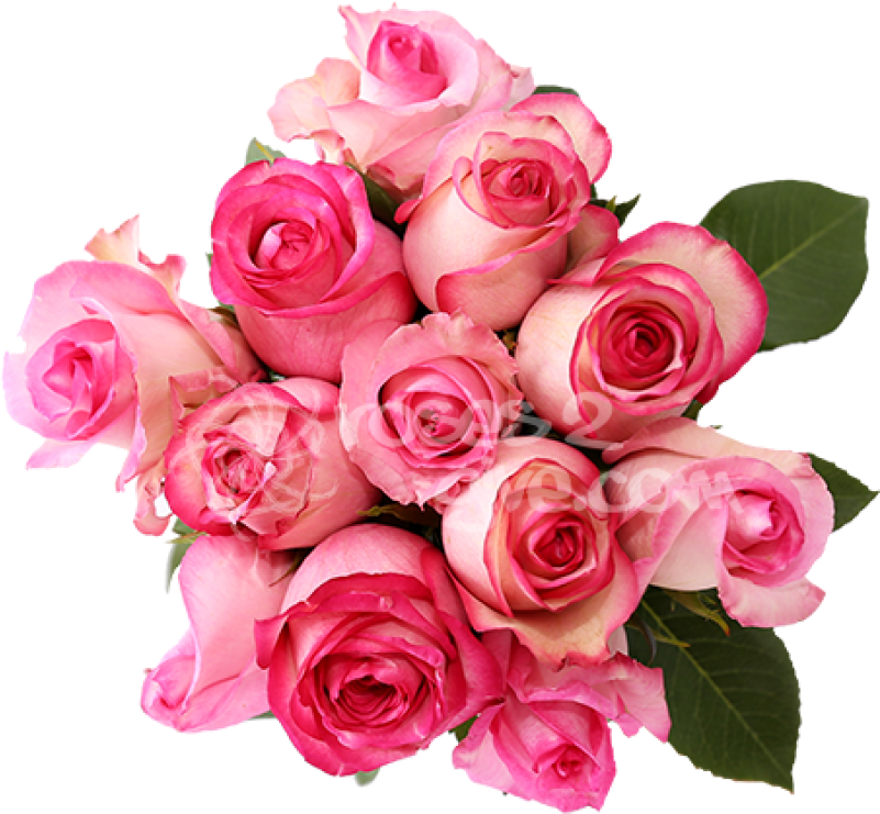 Download Real Bouquet Png - Fresh Roses - Full Size PNG Image - PNGkit