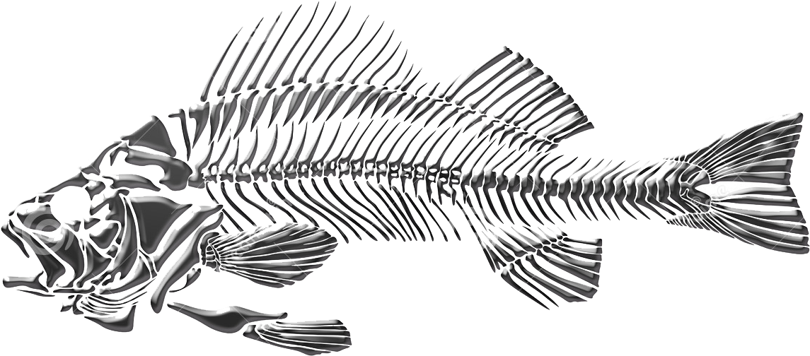 Download Bulb Drawing Fish - Fish Skeleton Png - Full Size PNG Image ...