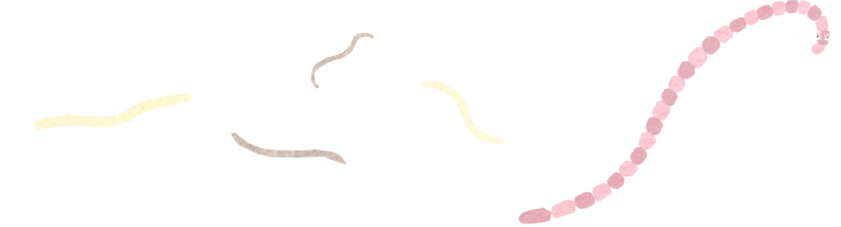Download Worms - Tapeworms - Full Size PNG Image - PNGkit