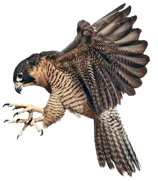 Download Falcon Png Image Background - Peregrine Falcon Claw Talon ...