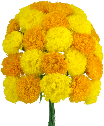 Download Flower Of The Dead - Day Of The Dead Flowers Transparent ...