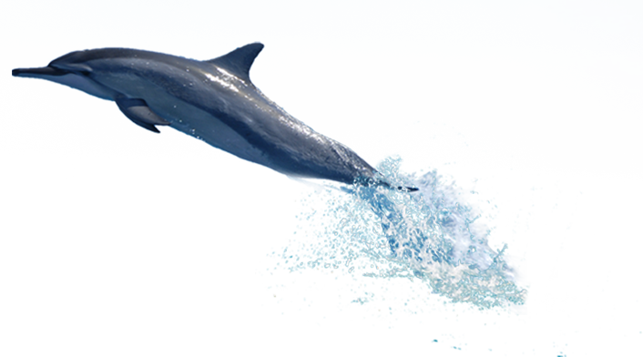 Download Dolphins Dolphins Dolphins - Dolphin Diving Png - Full Size ...