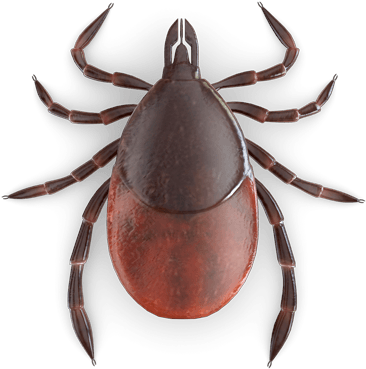 Download Tick Insect Png - Tick Bug - Full Size PNG Image - PNGkit