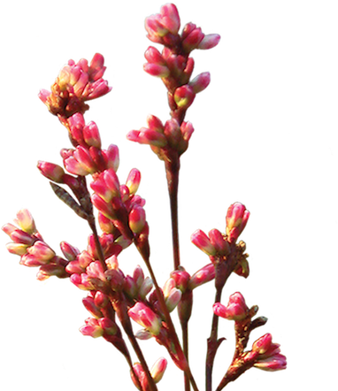 Download Crape Myrtle - Full Size PNG Image - PNGkit