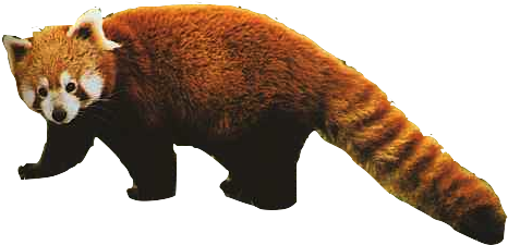 Download The Red Panda Is The 8th Most Endargered Animal - Real ...