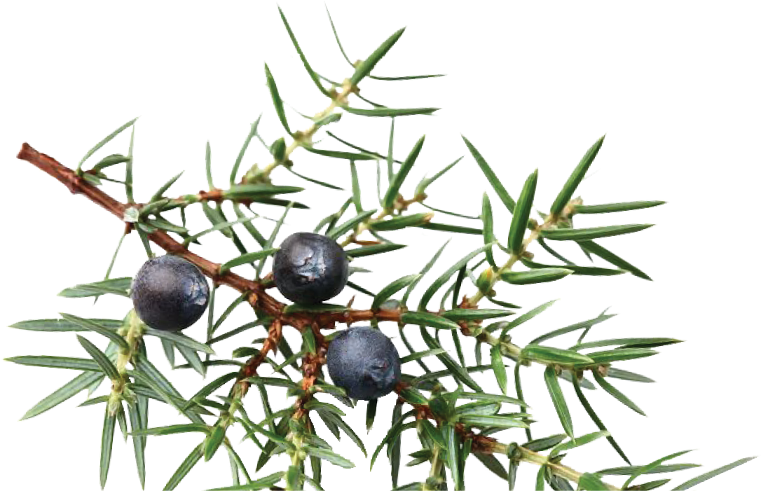 Download 1 06 Nov 2018 - Juniper Berries Botanical Illustrations - Full ...