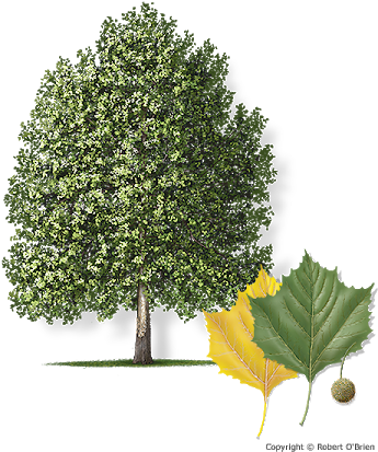 Download The Mexican Sycamore Has Been A Popular Planting Choice ...