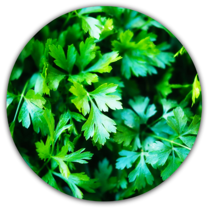Download File - Parsley-0 - Perejil Y Cilantro Meme - Full Size PNG ...