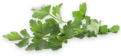 Download Flat Parsley - Transparent Parsley - Full Size PNG Image - PNGkit