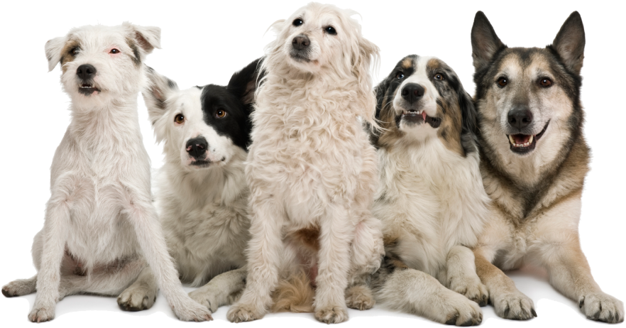 Download Happy Dogs Png Image - Pack Of Dogs Png - Full Size PNG Image ...