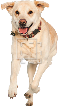 Download Happy Yellow Dog - Dog - Full Size PNG Image - PNGkit