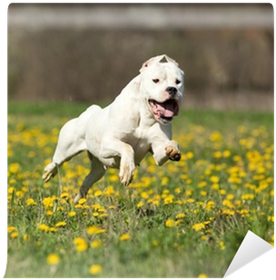 Download Running Dogo Argentino - Full Size PNG Image - PNGkit