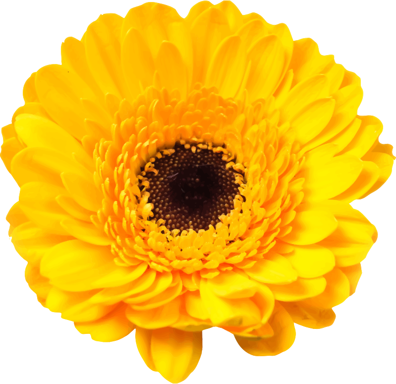 Download Transparent Daisy Family Cut Flowers Common Daisy - Yellow ...