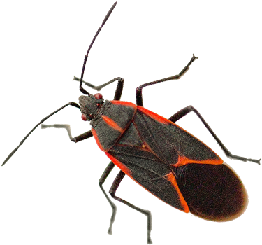 Download Bug Legs Png Clip Art Free - Boxelder Bug Png - Full Size PNG ...