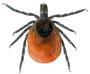Download Bugs Transparent Insect - Tick Bug Png - Full Size PNG Image ...