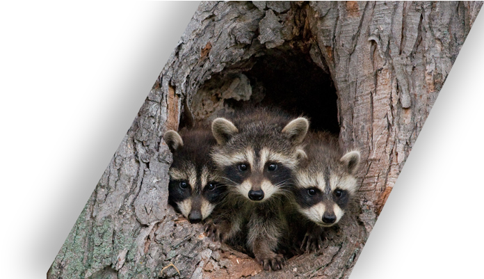 Download Liddle Rascals - Raccoon Den - Full Size PNG Image - PNGkit