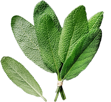 Download Sage - Sage Png - Full Size PNG Image - PNGkit