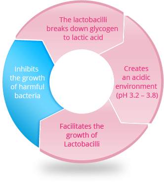 Download Lactacyd Vagina And Its Environment - Cd - Full Size PNG Image ...