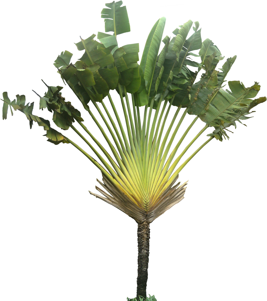 Download Ravenala03l Plant Images, Plant Pictures, Tree Cut - Ravenala ...