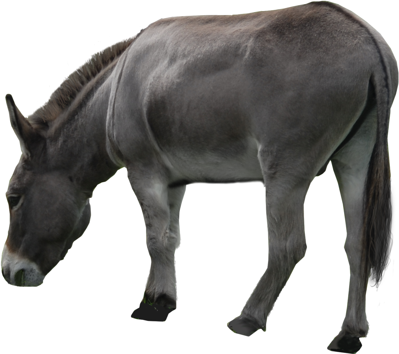Download Donkey Png Photos - Donkey Png - Full Size PNG Image - PNGkit