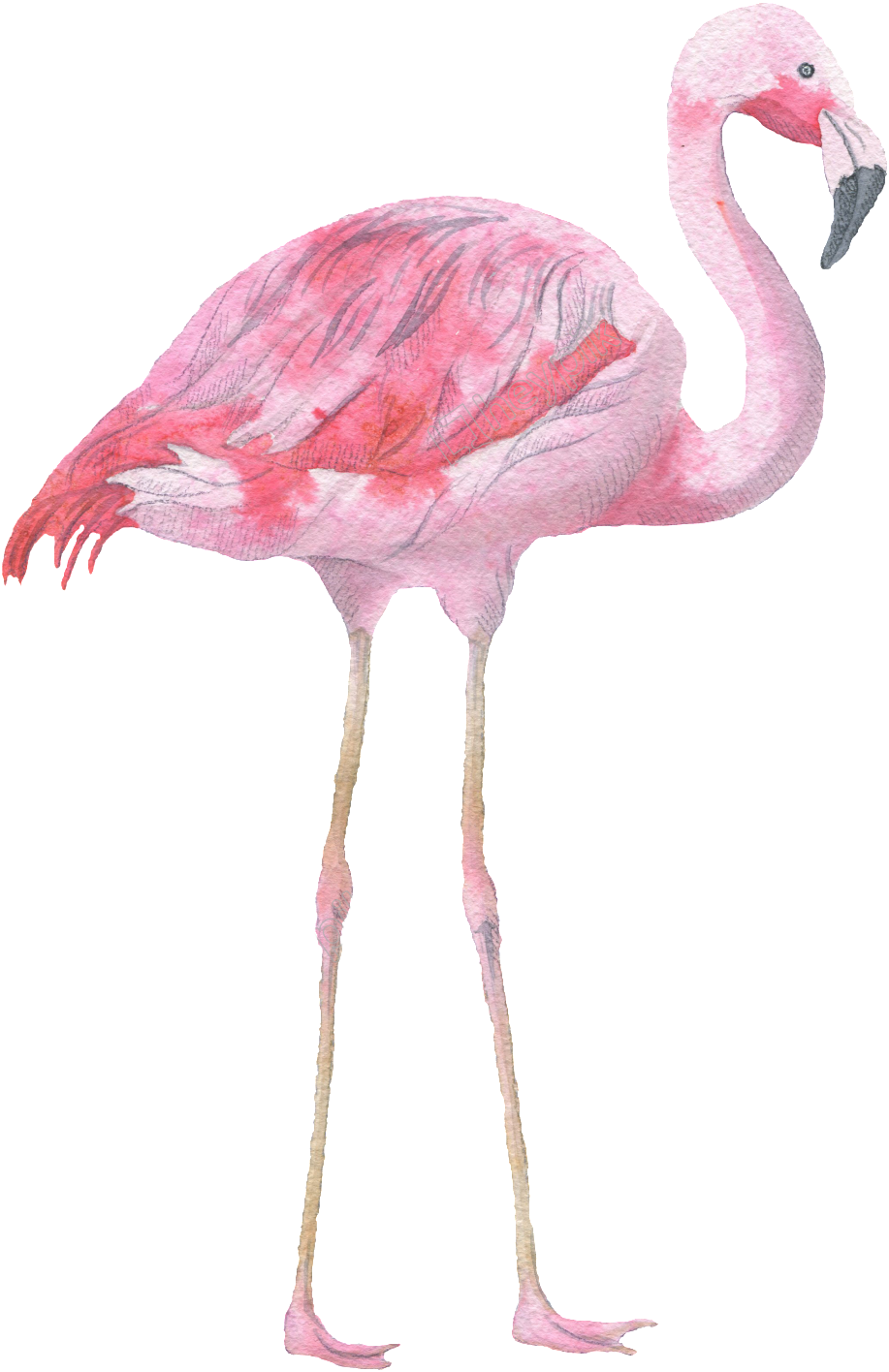 Download Pink Flamingo Watercolor Transparent Decorative Pattern ...