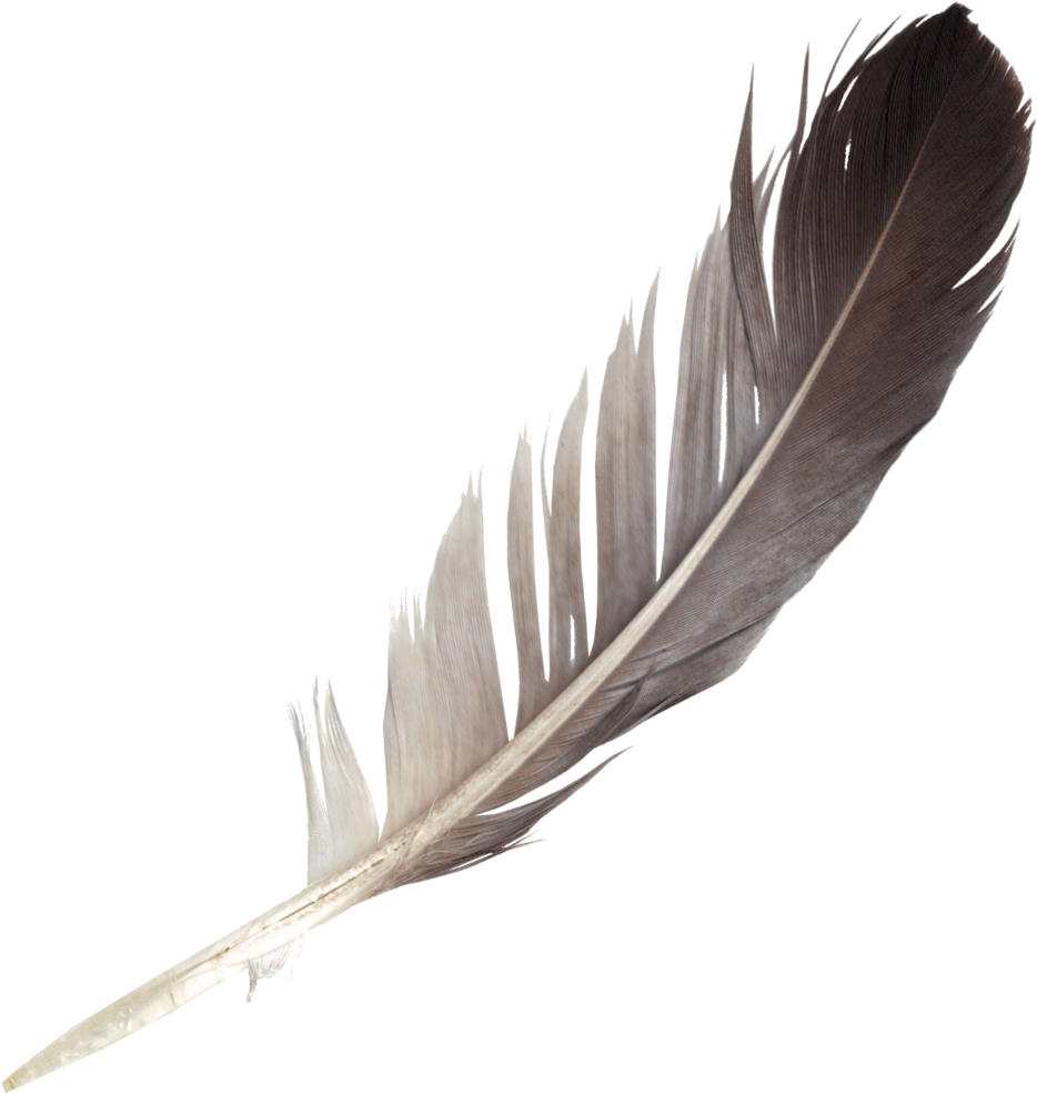 Download Free Download - Feather Png - Full Size PNG Image - PNGkit