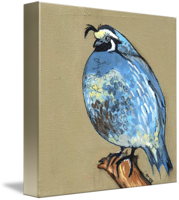 Download Q Is For Quail By Beth Thomas Vector Freeuse Stock - Drawing ...