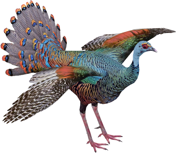 Download Ocellated Turkey - Wiki - Full Size PNG Image - PNGkit
