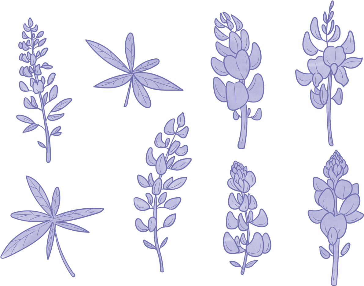 Download Bluebonnet Flower Vectors - Bluebonnet Clipart Black And White ...