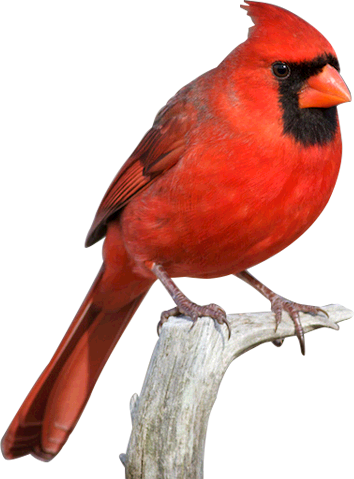 Download Transparent Cardinal Bird Png Svg Free Download - Red Cardinal ...