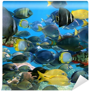 Download Underwater - Full Size PNG Image - PNGkit