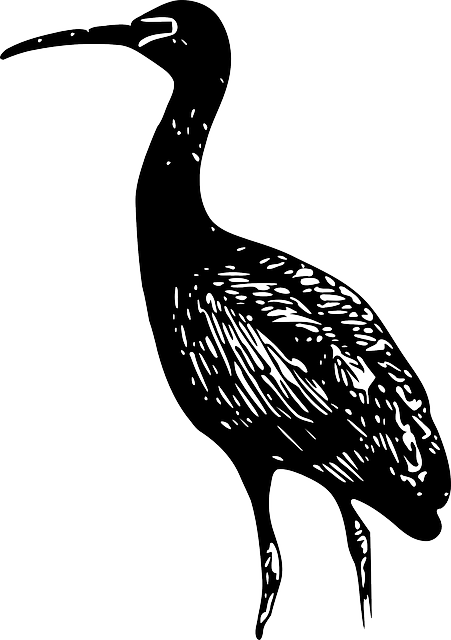 Download Animals, Glossy, Birds, Ibis, Standing, Animal, Bird - Bald ...
