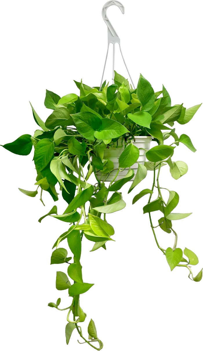 Download Transparent Neon Pothos Hanging Basket - Pothos Hanging - PNGkit