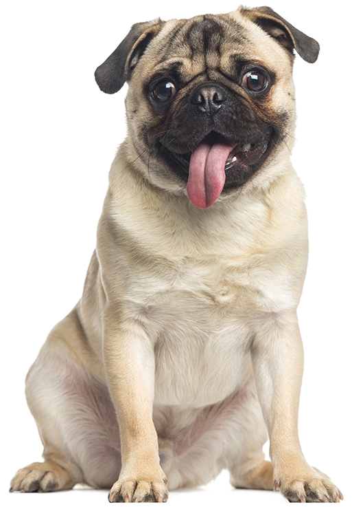 Download Transparent Pug Free Png Image - Dog Pug Png - PNGkit