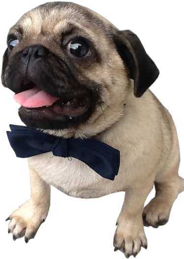 Download Transparent Pug - Pug Transparent - Full Size PNG Image - PNGkit