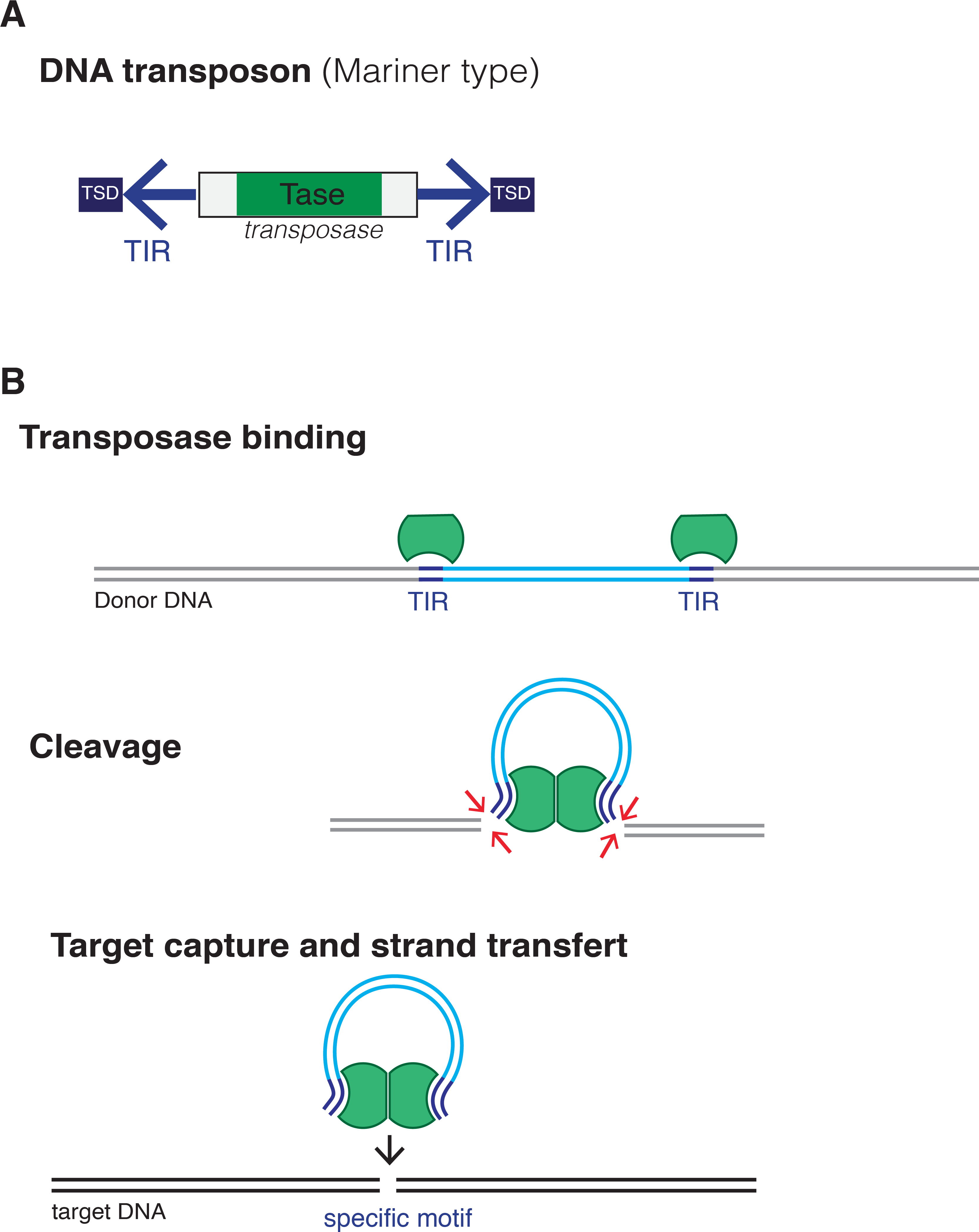 Download Dna Transposon - Dna Transposons - Full Size PNG Image - PNGkit