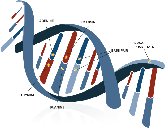 Download Diagram Of A Strand Of Dna - Helix Structure Of Dna ...