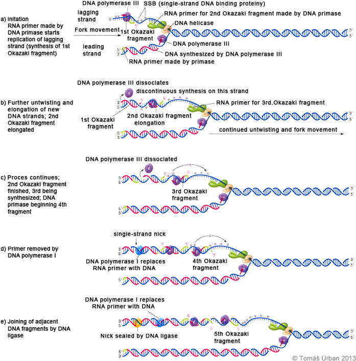 Download Model - Dna Replication In Eukaryotes Steps - Full Size PNG ...