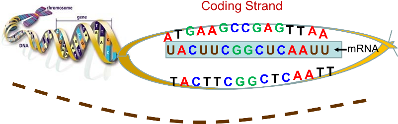 Download The Coding Strand Of Dna - Mrna Strand Transcription - Full ...