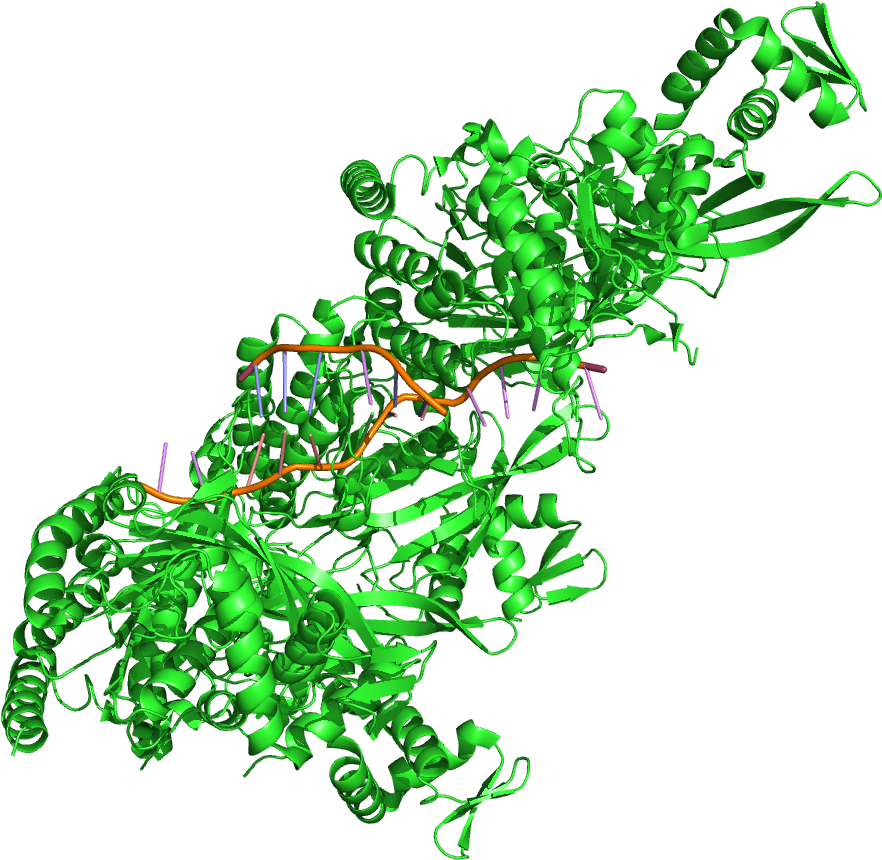 Download Transparent Rec A Protein Structure - PNGkit